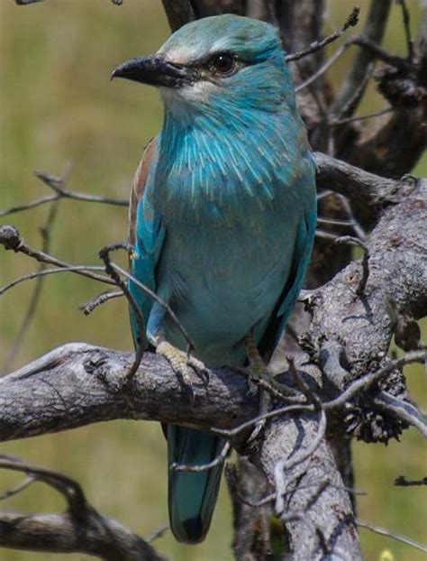 European Roller Birds Of India Bird World