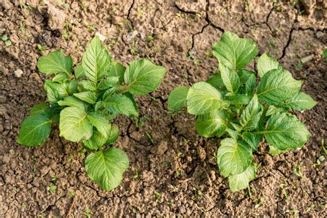 Round Crop Stages Of Potatoes Plant Growing Spud Plants The Life