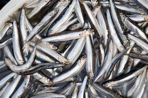 Live Anchovies