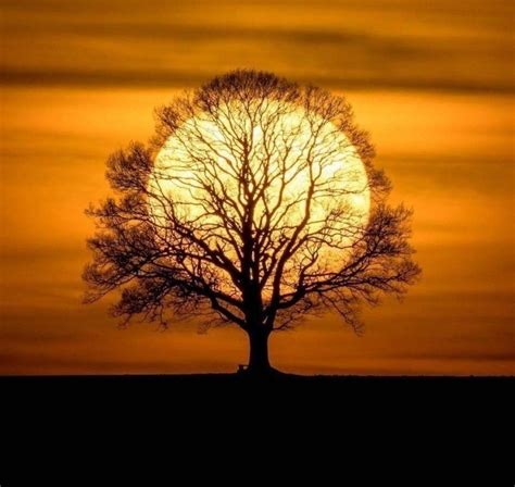 Tree Outline Highlighted By Giant Sun R Pics