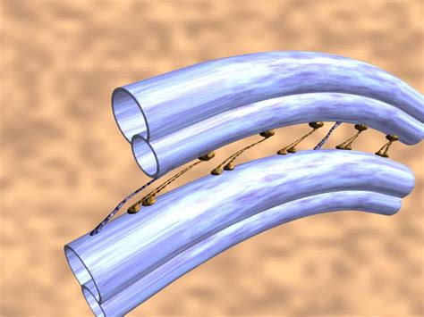 Arn Molecular Museum The Cilium As An Example Of Irreducible Complexity