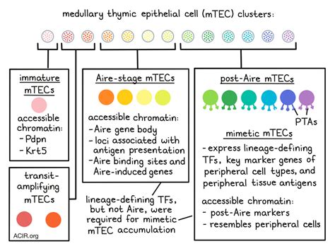 Thymus Cells Take On Various Shapes To Select T Cells