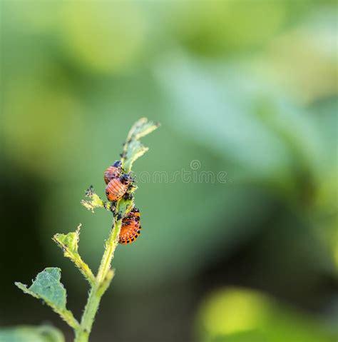 Potato Bug Caterpillar Stock Image Image Of Parasite 74293431