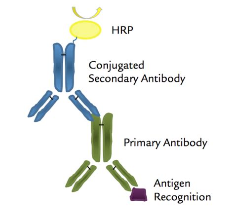 Report Explores The Horseradish Peroxidase Hrp Market 2017 Size