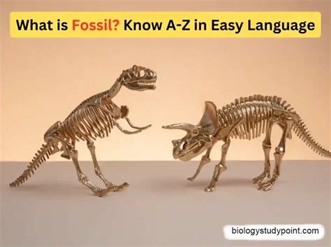 What Is A Fossil Definition Types Examples And More 2025 What Is A Fossil Definition Types Examples And More 2025