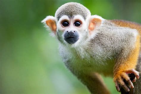 Squirrel Monkey Enemies Guianan Squirrel Monkey Facts Diet Habitat
