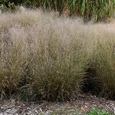 Shenandoah Reed Switch Grass Indy Plants