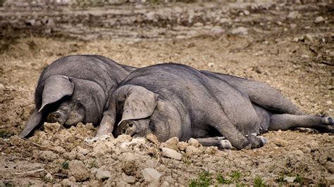 Две простреляни диви прасета са открити в Шуменско Новинибг