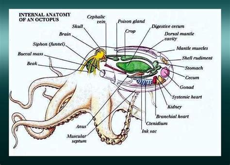 Greater Blue Ringed Octopus Anatomy