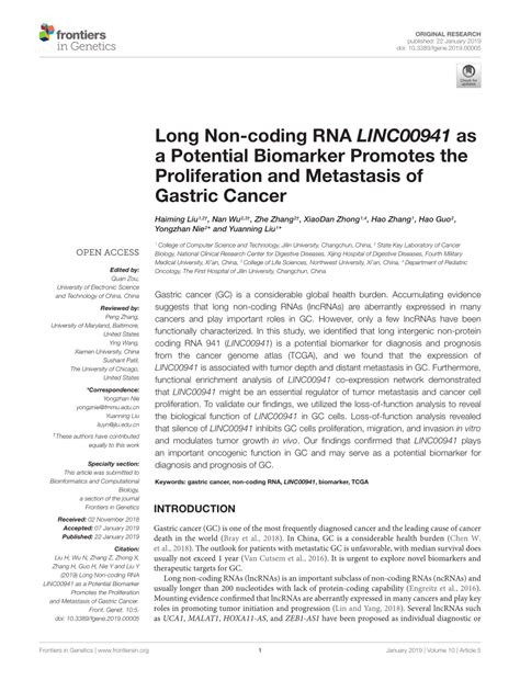 Pdf Long Non Coding Rna Linc00941 As A Potential Biomarker Promotes