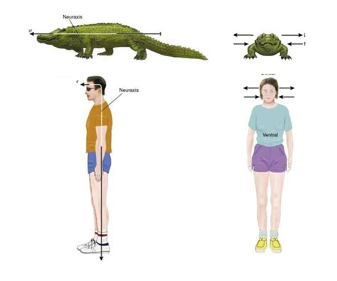 anatomical reference points diagram quizlet