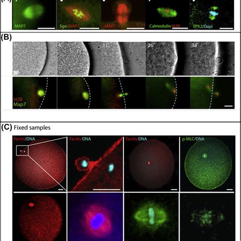 3d Rendering Using Imaris A Generating 3d Models For Each Download Scientific Diagram