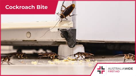 German Cockroach Bite Marks