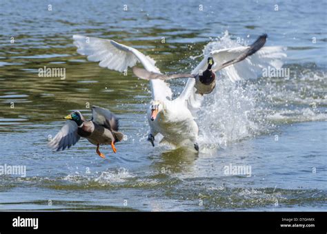 How Do Mute Swans Attack