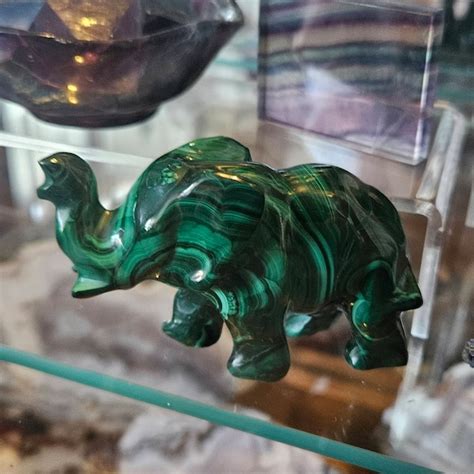 Ammonite Fossil Shells Conch Spiral Shell Fossil Fossil Ammonite Fossil Ammonoid