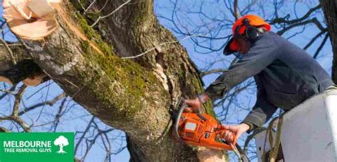 Tree Removal Melbourne Emergency Tree Cutting Services Melbourne Near Cranbourne Frankston