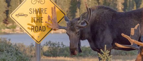 Guide To Moose Test Working Credibility And More Dubizzle