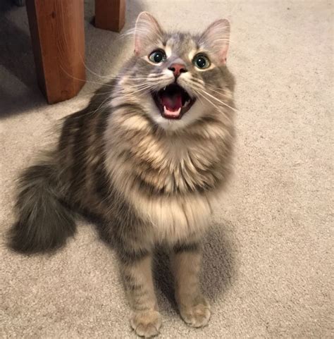 Cats Of Imgur Pt 2 Cats Cute Cats Cats And Kittens