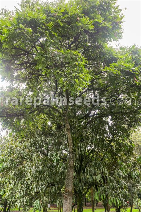 Cedrela Montana Cedro De Montaña Compra Semillas En
