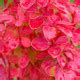 Sunjoy Orange Pillar™ Barberry Plant Addicts