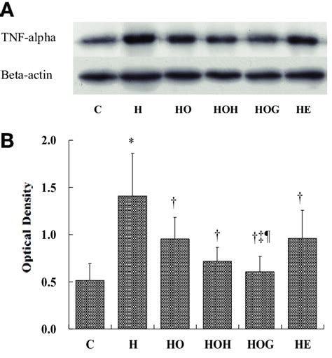 Tnf Alpha Expression In Liver A Western Blot Analysis Of Tnf Alpha