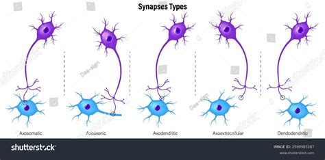 Synapses Types Chemical Synapse Vector Neuron Stock Vector Royalty Free 2590983267 Shutterstock
