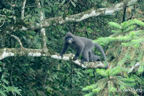 Trachypithecus crepusculus DANH LỤC ĐỎ VIỆT NAM