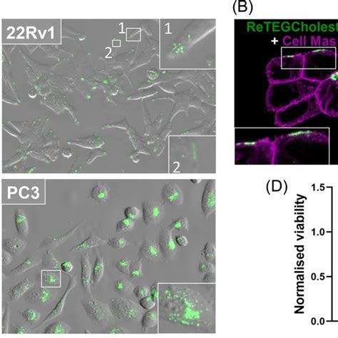 Schematic Of Cholesterol Endosomal Pathway And Localization Of