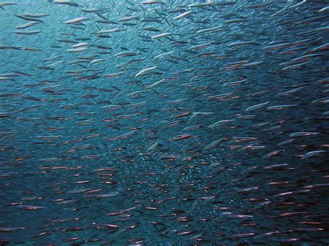 말미잘 흰 동가리 양서류 물고기 수족관 물 생물 수중 세계 수영 해양 생물 Meeresbewohner 수중 Pikist