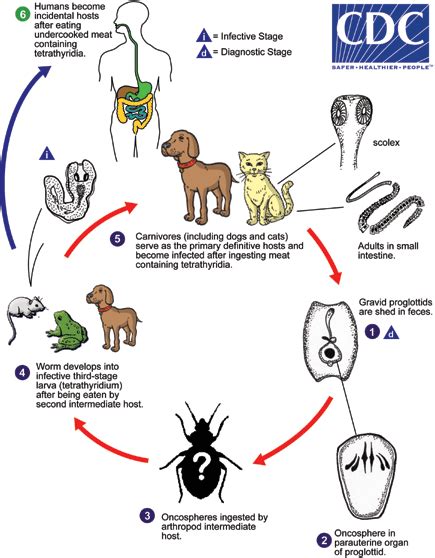Cdc Dpdx Mesocestoidiasis