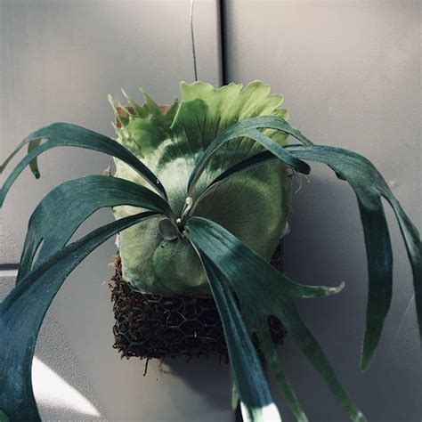 Platycerium Bifurcatum Mount Lewis Medium · Bester Landscaping