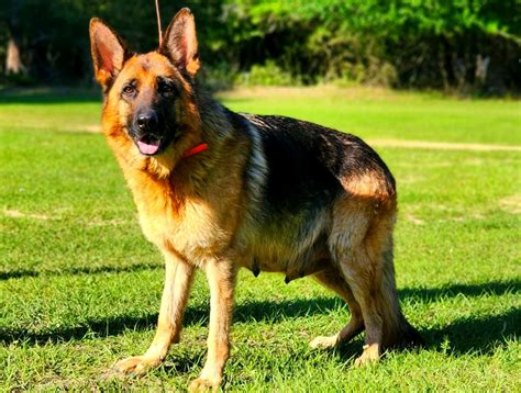 V1 Gana Heritage Hills Ranch German Shepherds
