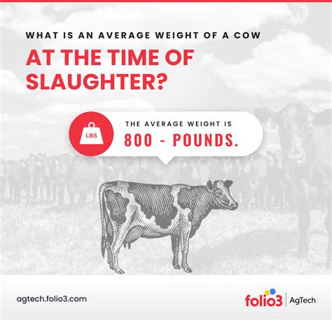 How Much Does A Cow Calf Cost Povg