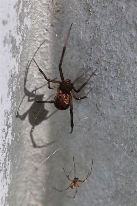 Red Back Spider Size