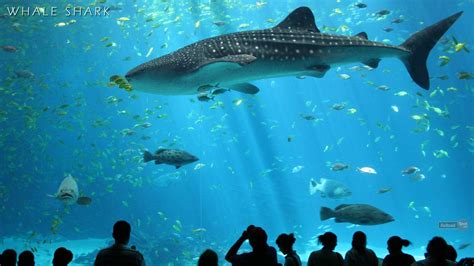 Whale Shark Wallpapers Wallpaper Cave