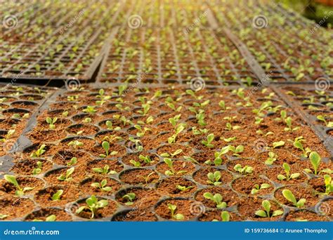 Vegetable Plantation In Organic Farmland Young Green Oak Leaf Lettuce