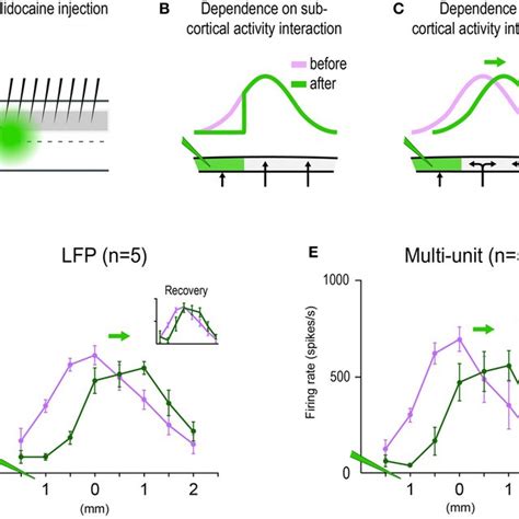 Rat Whisker To Barrel System A The 24 Largest Whiskers Located In Download Scientific