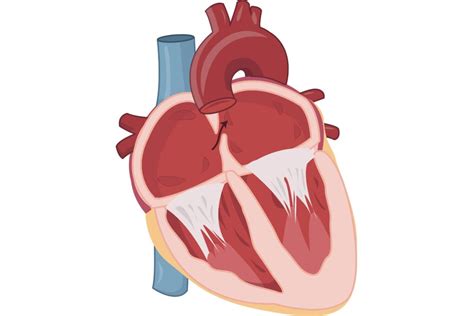 מה זה Pfo Pfo בלב פרופסור פול פפר