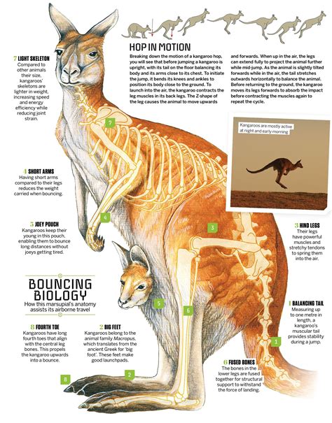 Kangaroo Pocket Anatomy