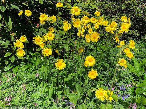 Doronicum Spp Kwantlen Polytechnic University School Of