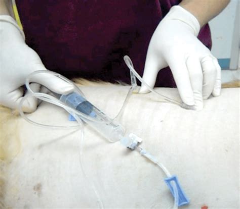 Blood Patch Pleurodesis For Pneumothorax Todays Veterinary Practice