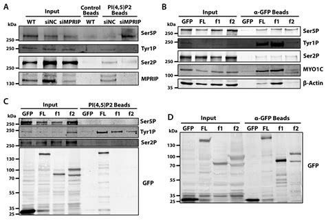 Biomolecules Free Full Text Pip2 Effector Protein Mprip Regulates Rna Polymerase Ii