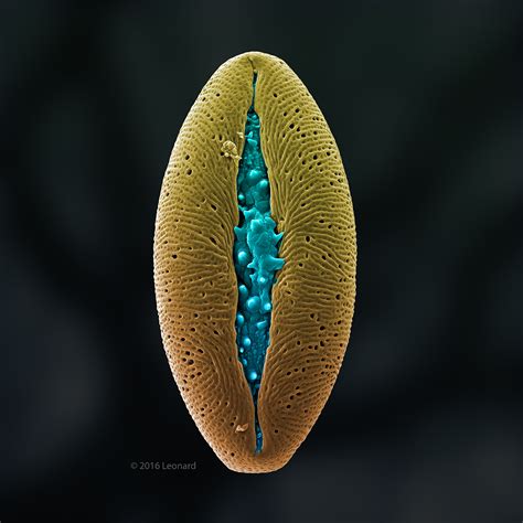 Art Andrew Paul Leonard Apl Microscopic