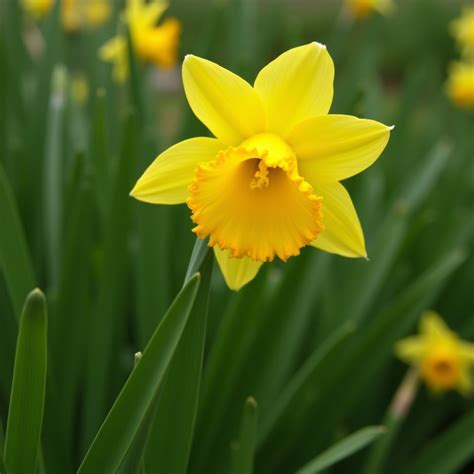 Daffodil
