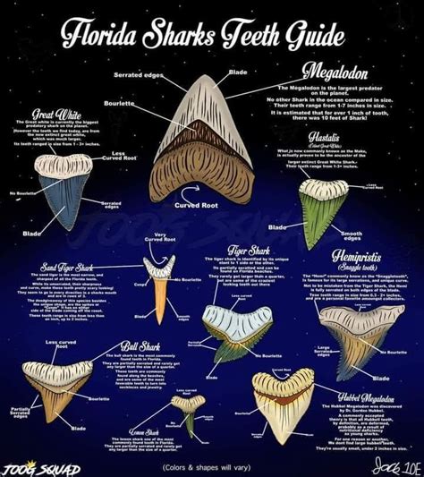 Florida Sharks Teeth Guide Poster Shark Tooth Types Diagram Shark