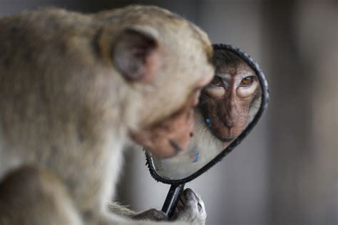 Monkey Problem In Thailand Comes To An End