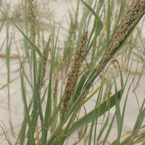 Bitter Panicgrass From Murrells Inlet Sc 29576 Usa On October 14
