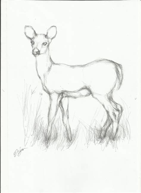 Dear Drawing At Getdrawings Free Download