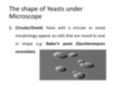 SOLUTION Yeast Identification Studypool