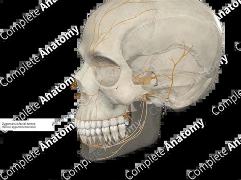 Zygomaticofacial Nerve Complete Anatomy
